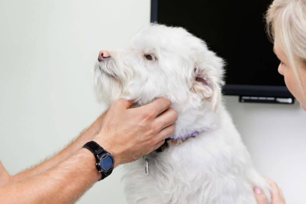 Pet Allergy Testing & Treatment In Vancouver, WA | Orchards